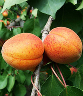 Vaismedžiai Archives - malinauskomedelynas.lt