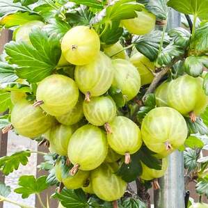 Agrastas "Mucurines" - malinauskomedelynas.lt