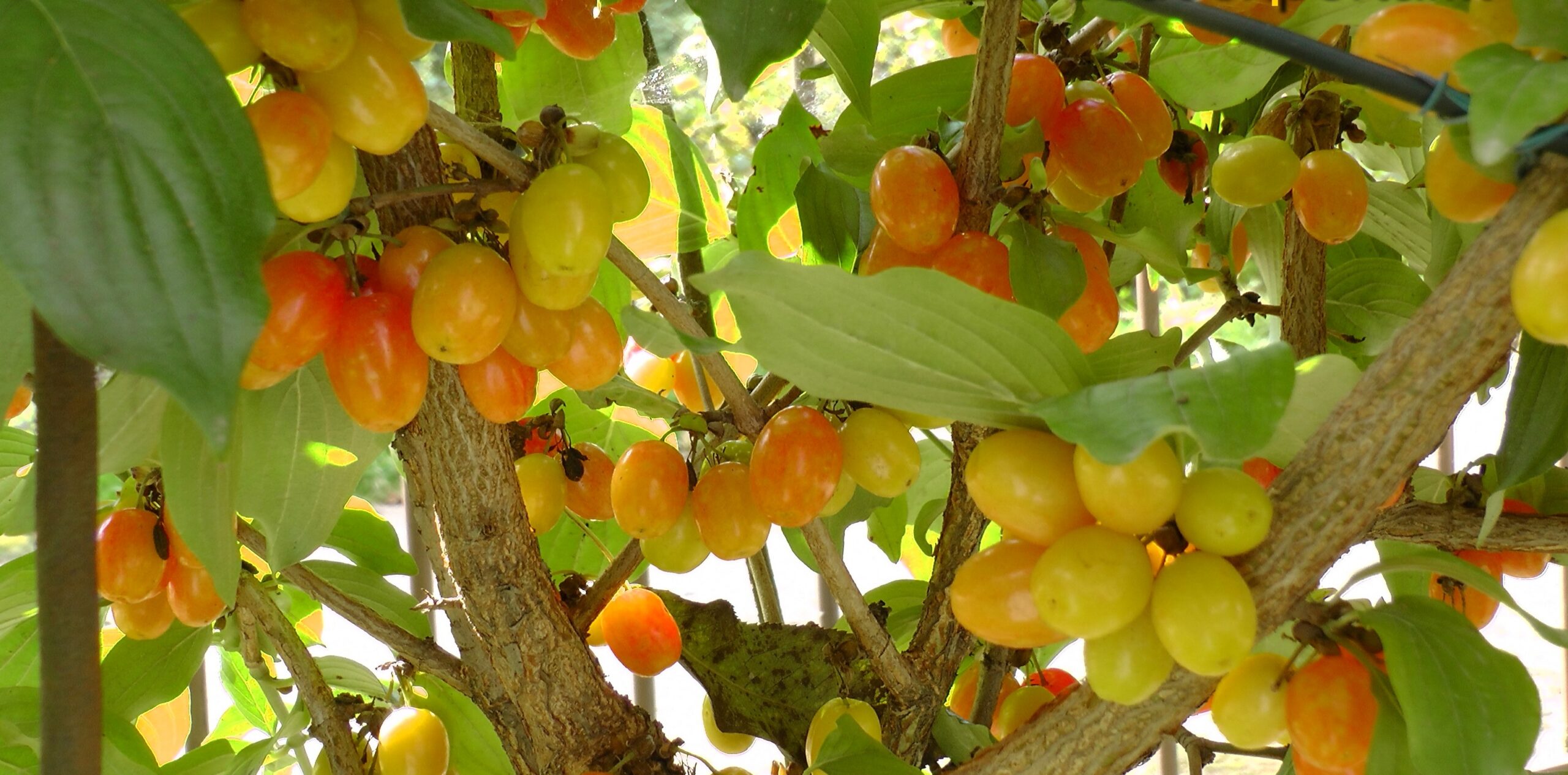 Geltonžiedė sedula "Titus" - malinauskomedelynas.lt