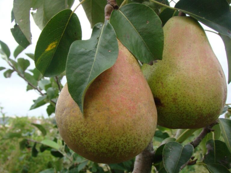 Rudeninė kriaušė "Carola" - malinauskomedelynas.lt