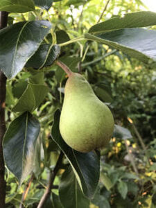 Koloninė kriaušė "Saphyra" - malinauskomedelynas.lt