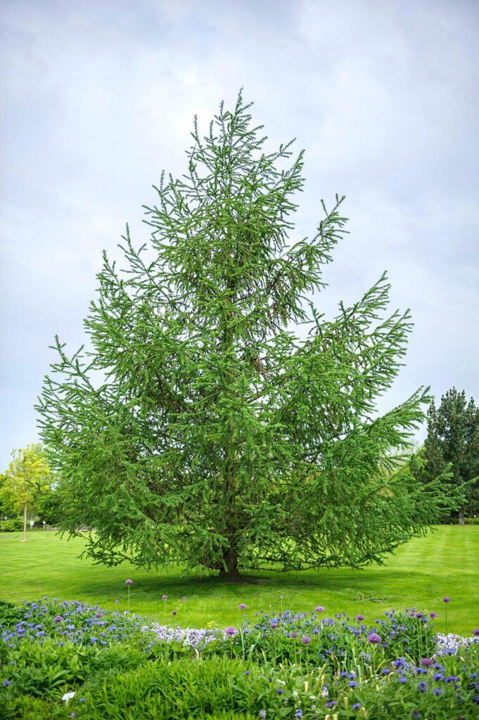 Maumedis japoninis (Larix kaempferi) - malinauskomedelynas.lt
